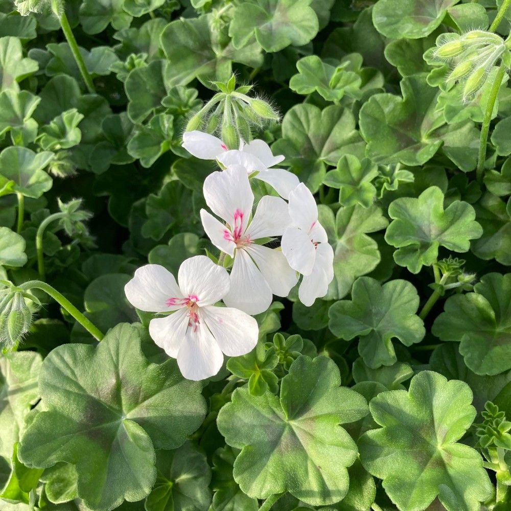 Géranium Retombant Annuelle Rainbow - Blanc | Jardinao.com