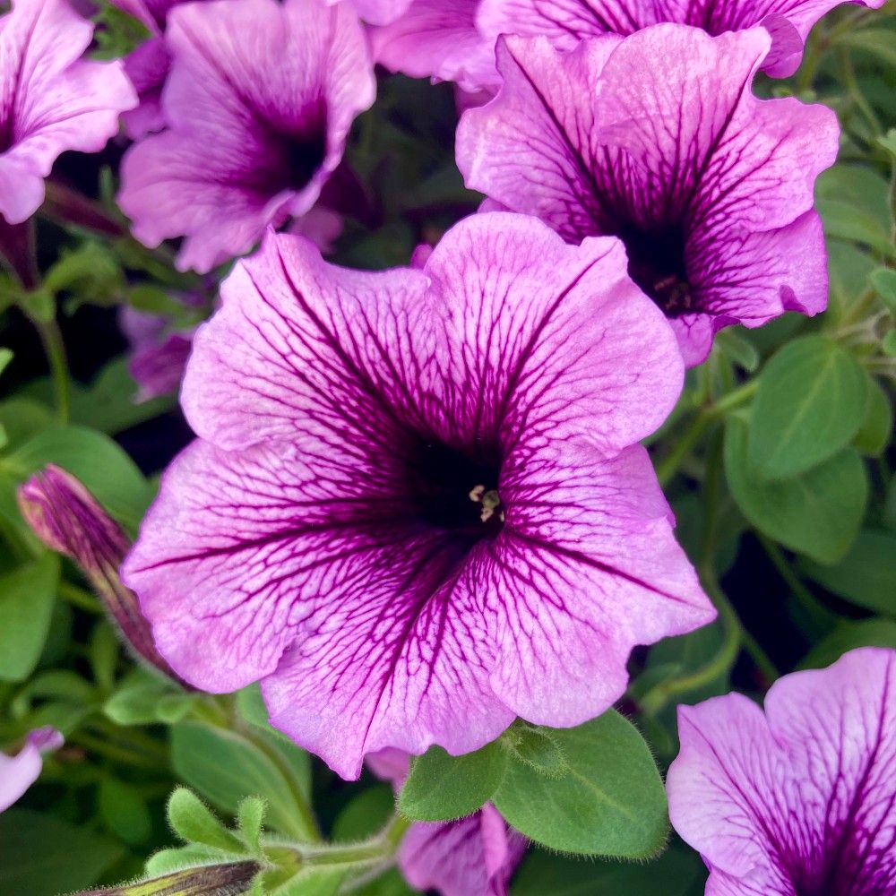 Surfinia Annuelle Purple Halo - Violet | Jardinao.com