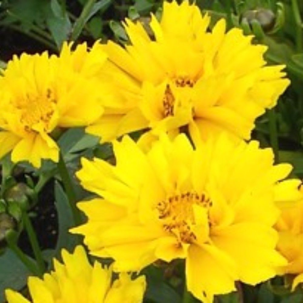 Coreopsis Vivace Solanna Glow | Jardinao.com