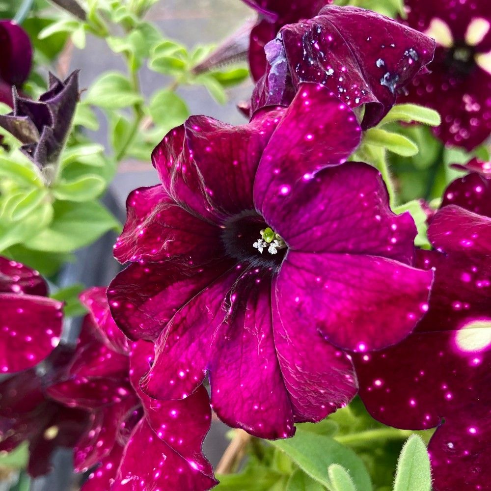 Petunia retombant Johnny Flame | Jardinao.com