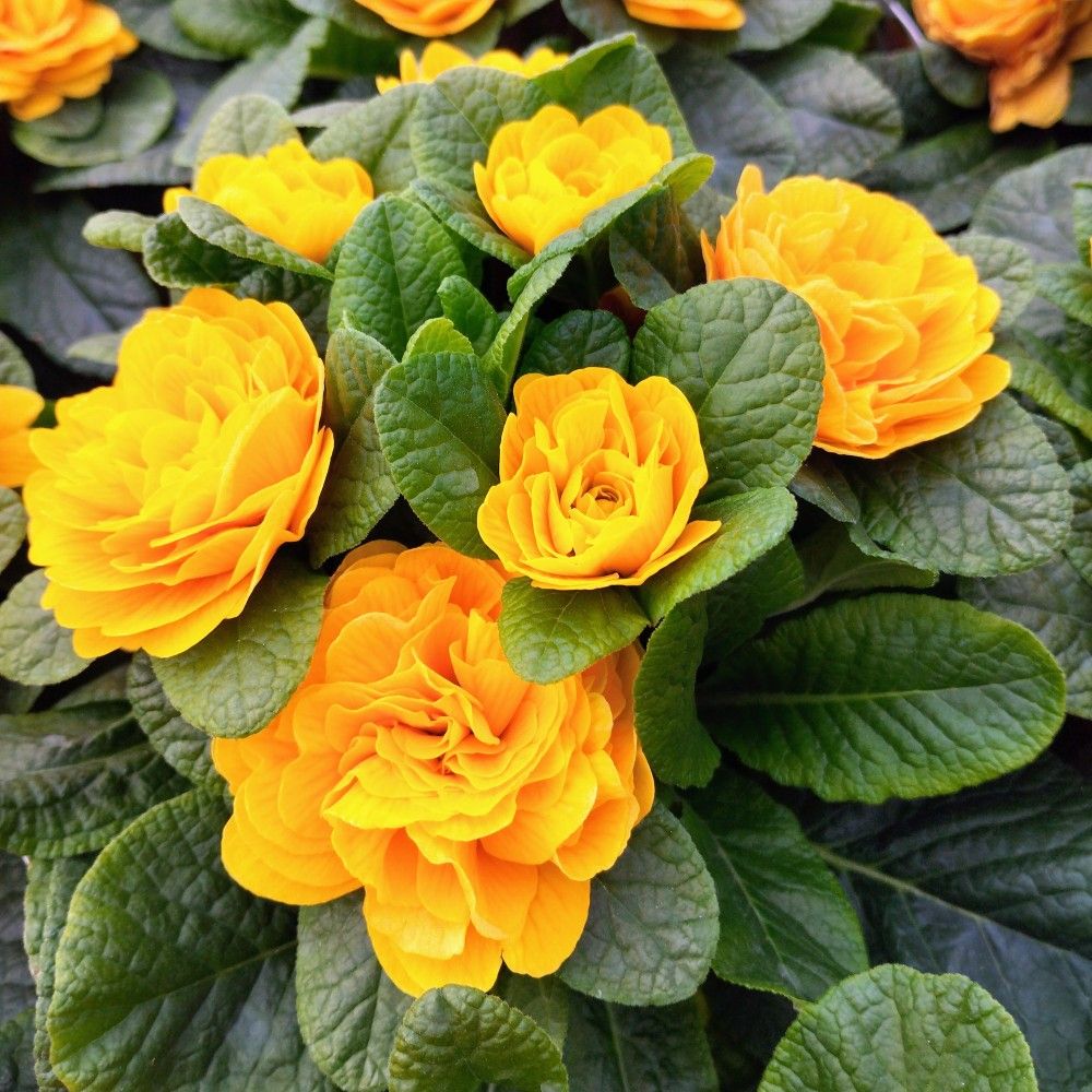 Primula ou Primevere des Jardins Belarina Nectarine | Jardinao.com